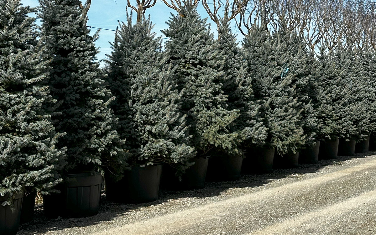 VERDEPIANO::plants::conifers::picea pungens fat albert