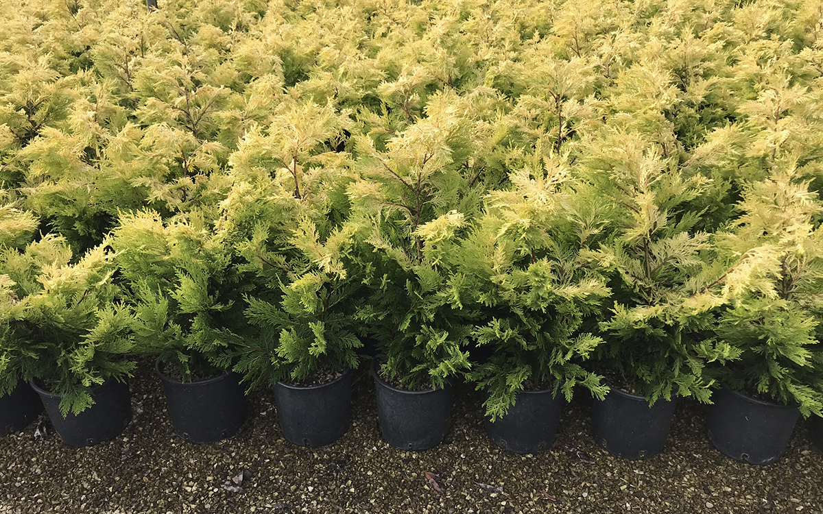 VERDEPIANO::plants::conifers::cupressocyparis leylandi gold rider