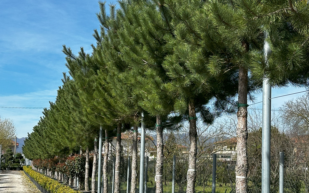VERDEPIANO::plants::conifers::pinus pineapple